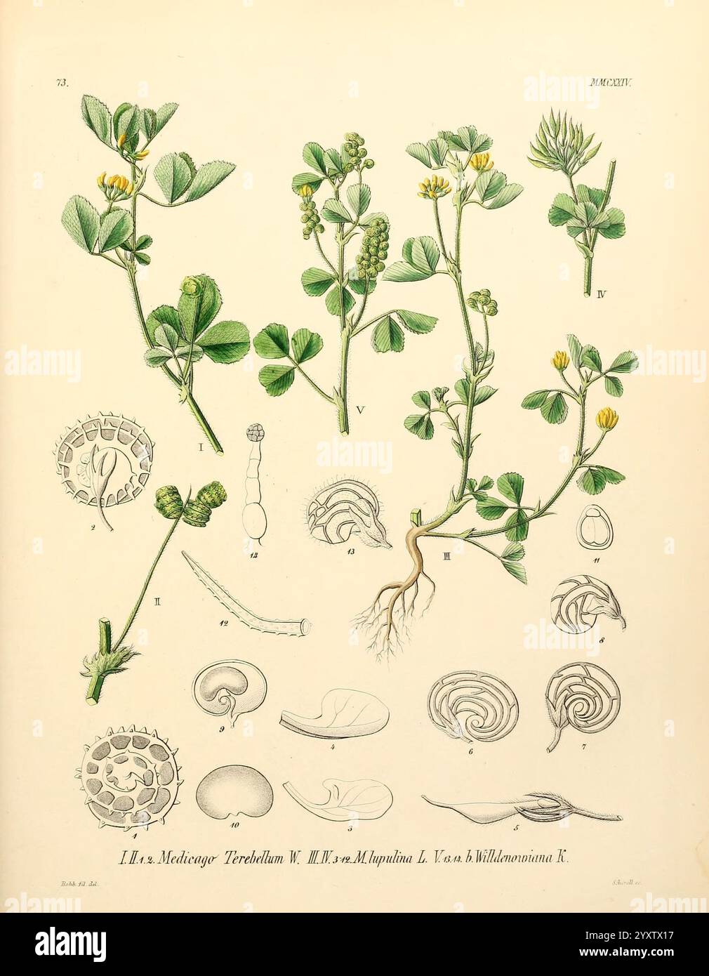 Medicago truncatula plant hi-res stock photography and images - Alamy