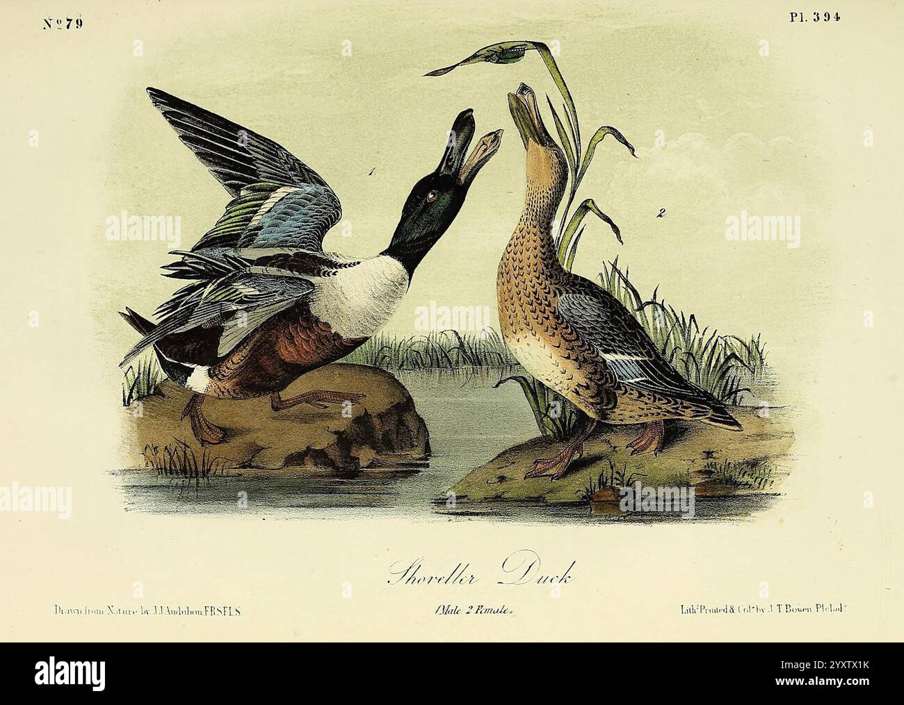 The birds of America, New York, G.R. Lockwood, 1871, c1839, birds ...