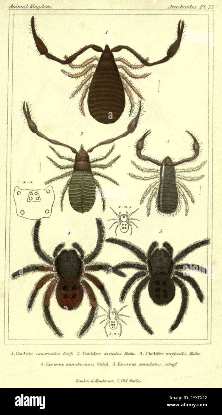 Top section displays three different species hi-res stock photography ...