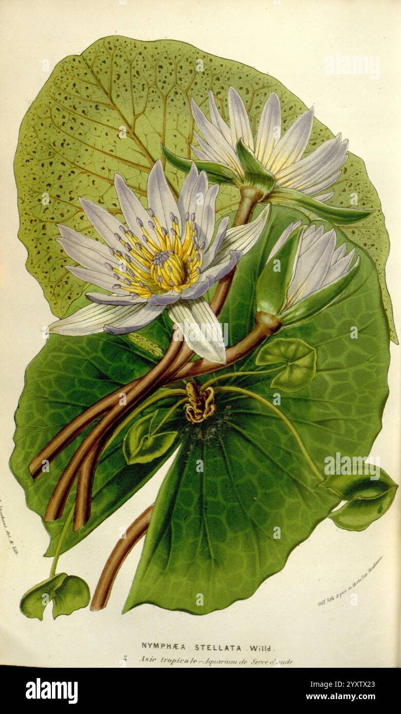 Nymphaea nouchali blue lotus star lotus blue star waterlily flow hi-res ...