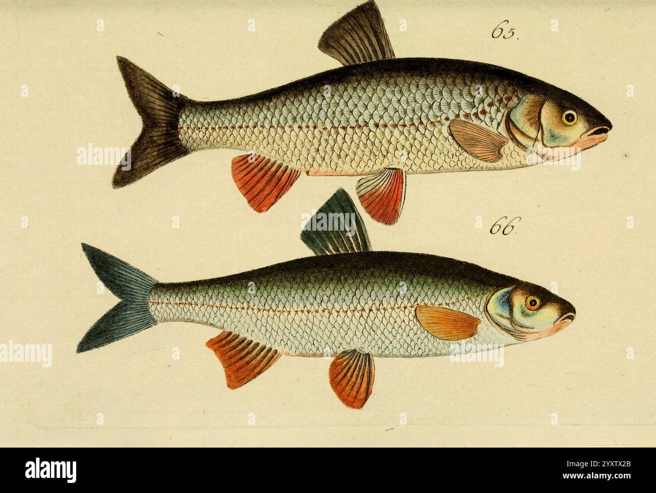 Lower fish mirrors hi-res stock photography and images - Alamy