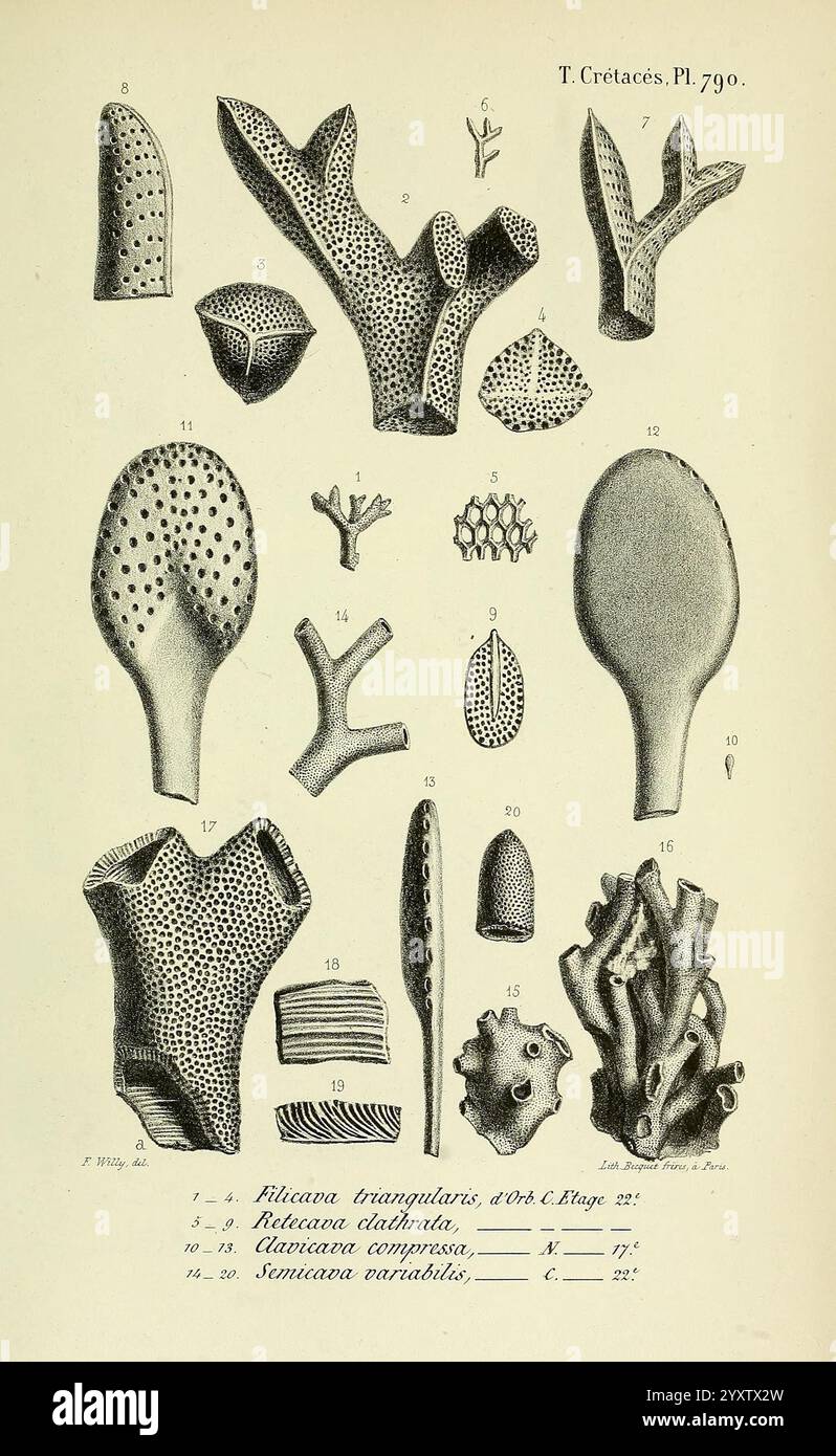 Sponge specimens hi-res stock photography and images - Alamy