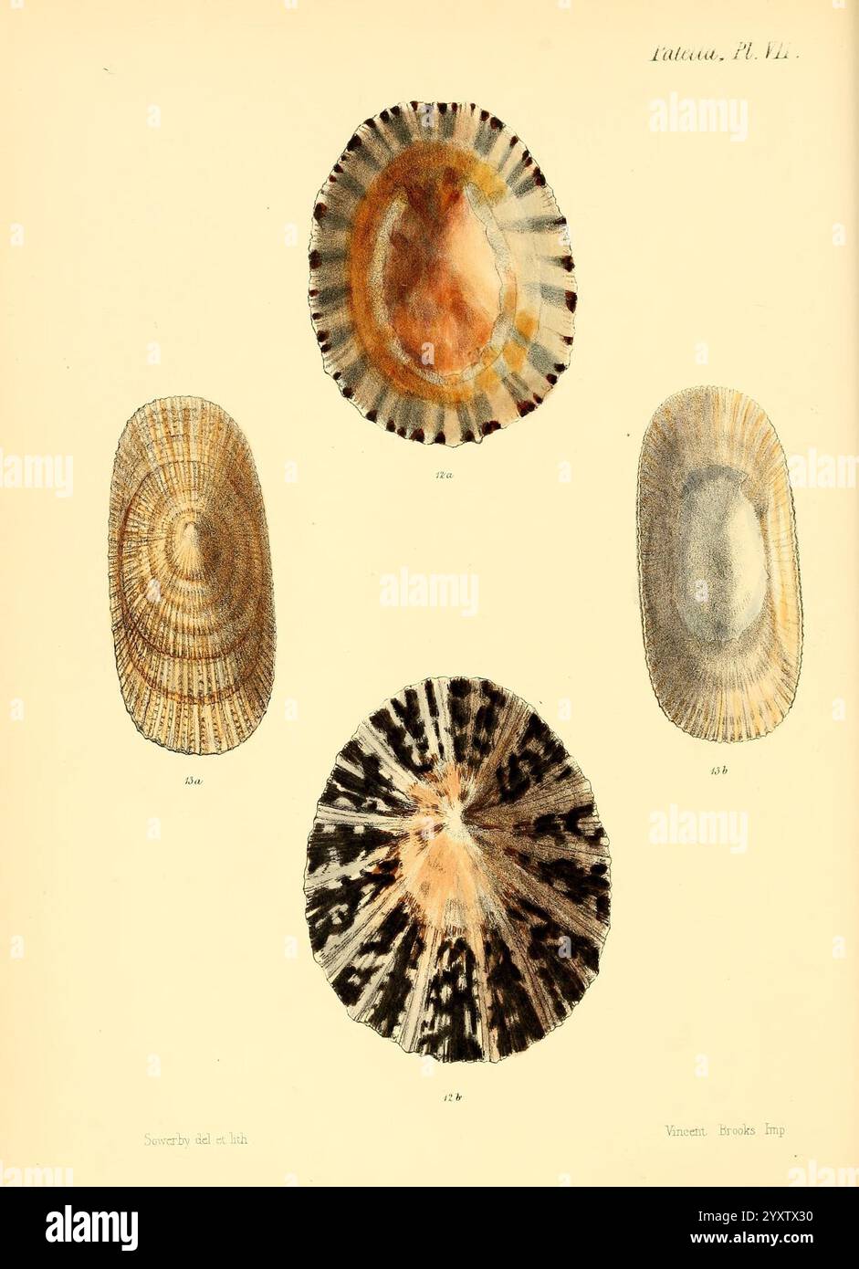 Conchologia iconica, or Illustrations of the shells of molluscous ...
