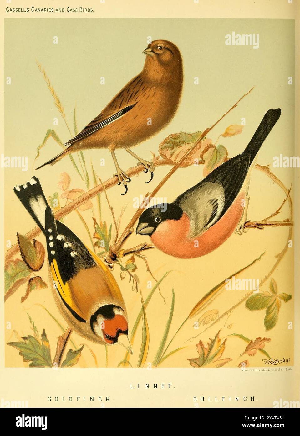 Soft brown linnet hi-res stock photography and images - Alamy