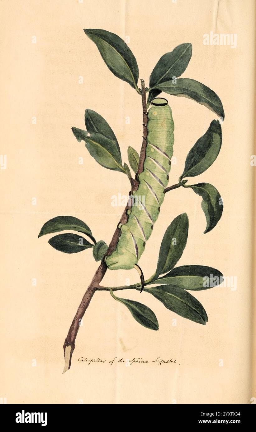 Insects creates hi-res stock photography and images - Alamy