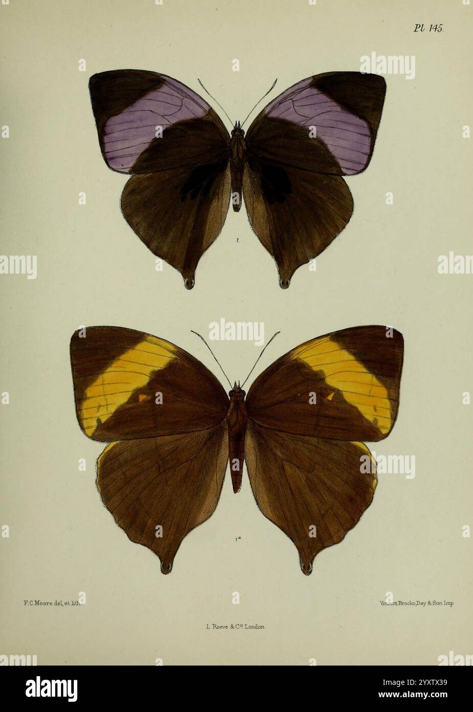 Two beautifully detailed butterflies hi-res stock photography and ...