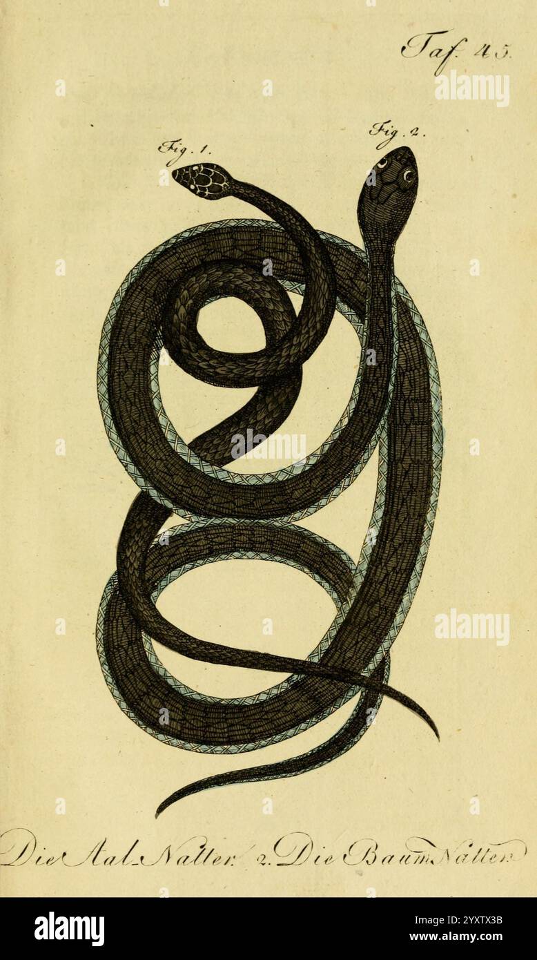 Illustration features two intertwined snakes hi-res stock photography ...