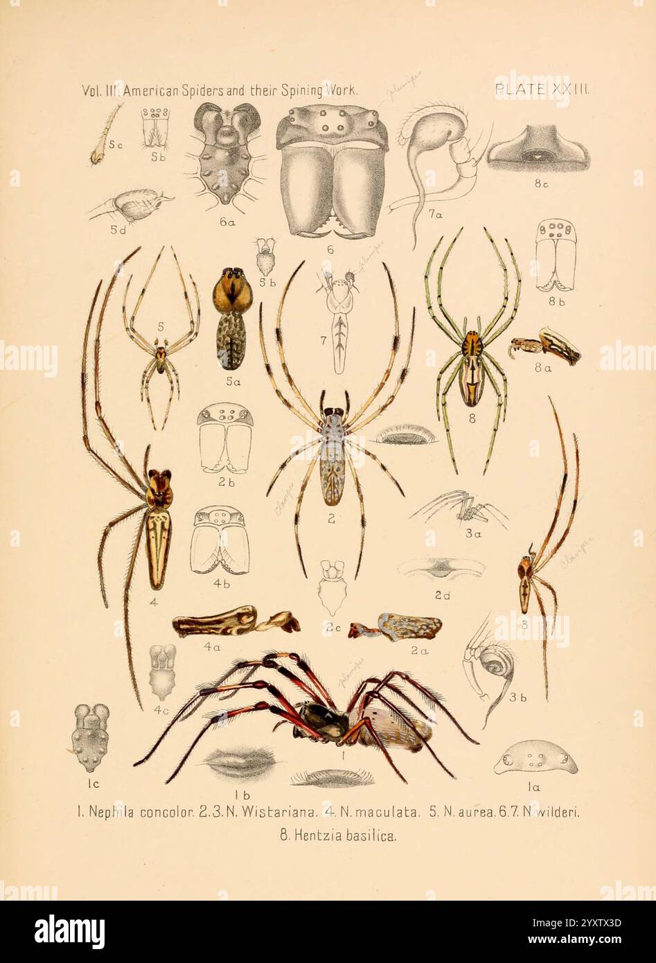 American spiders and their spinning work, V.3 Academy of Natural ...