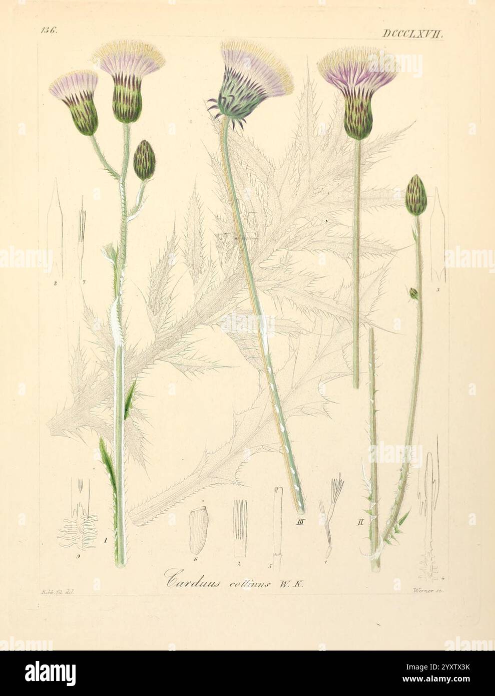 Carduus collinus plant hi-res stock photography and images - Alamy