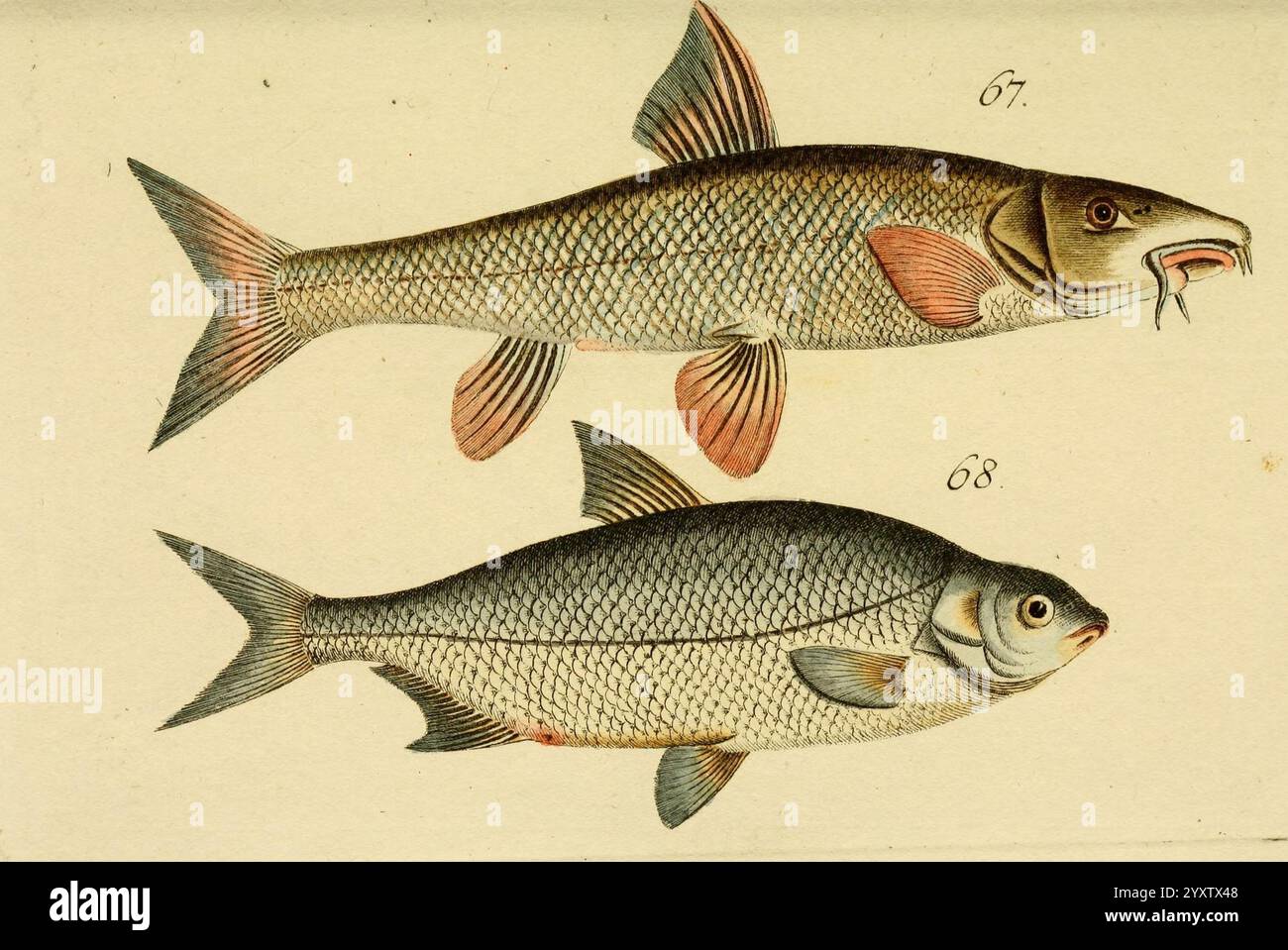 Streamlined fish exhibits hi-res stock photography and images - Alamy