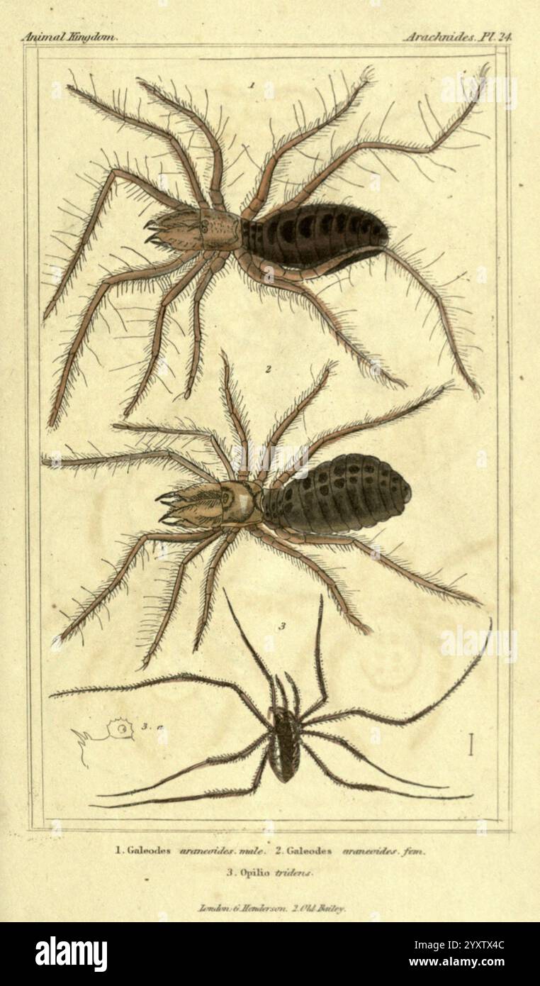 The animal kingdom, arranged according to its organization London, G ...