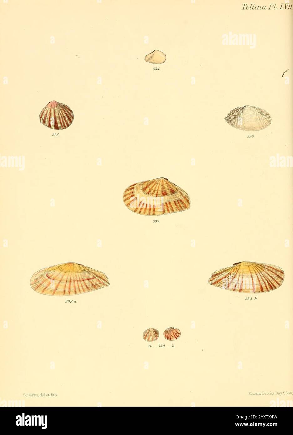 Feature distinct ridges hi-res stock photography and images - Alamy