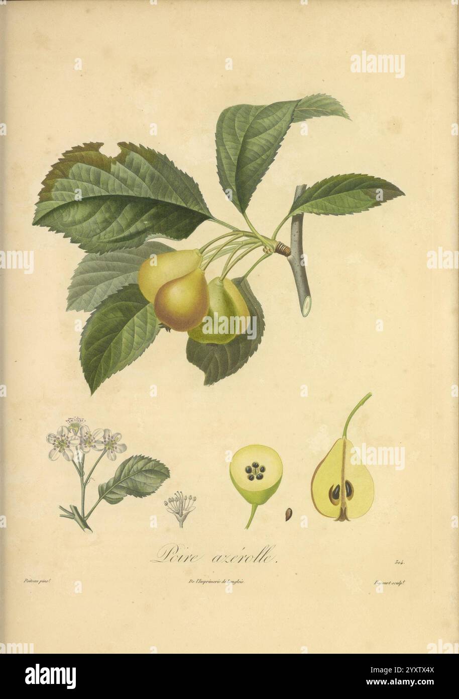 Pyrus acida hi-res stock photography and images - Alamy