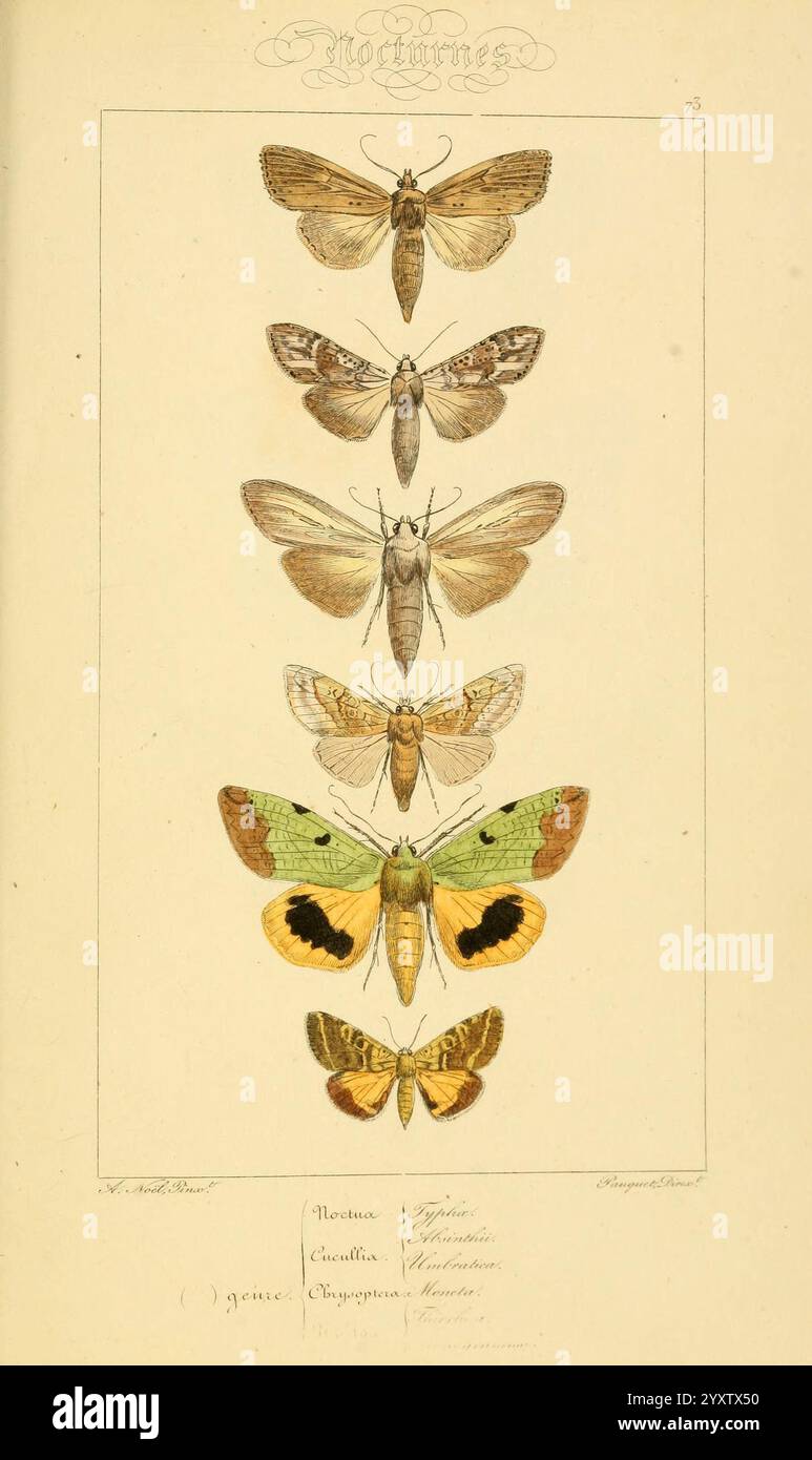 Final moth exhibits hi-res stock photography and images - Alamy