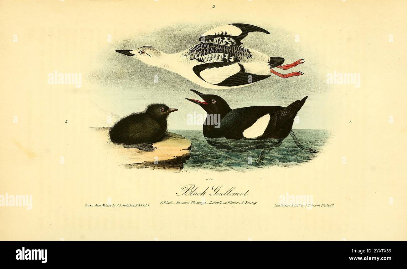 Image features three distinct bird species hi-res stock photography and ...