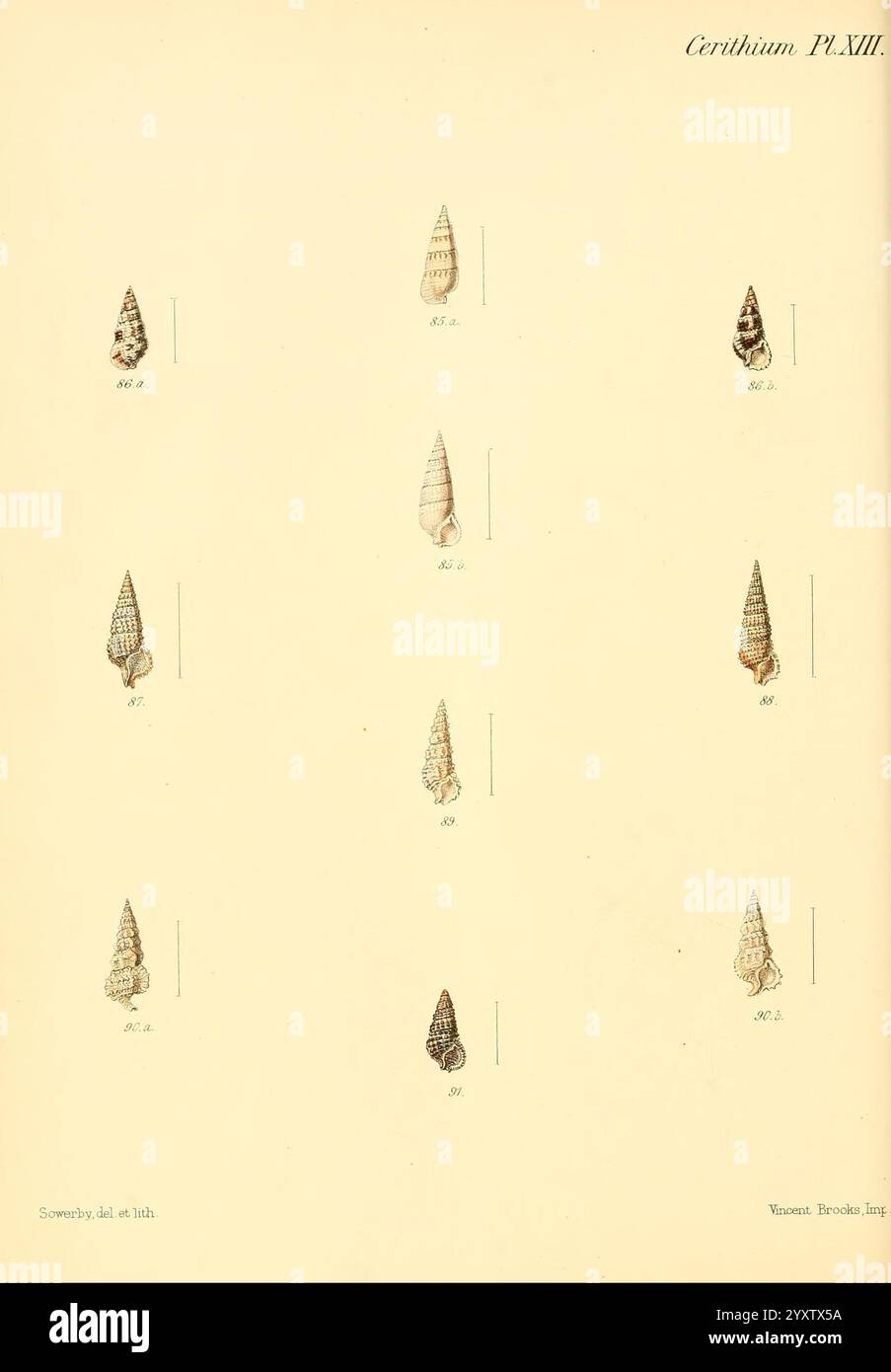 Conchologia Iconica, or Illustrations of the Shells of Molluscous ...