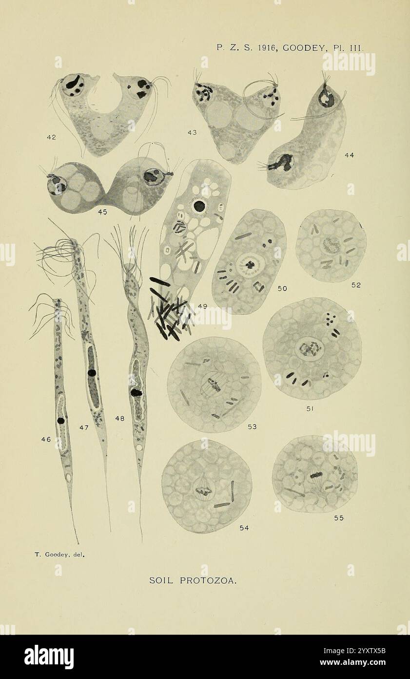 Labeled figure highlights different species hi-res stock photography ...