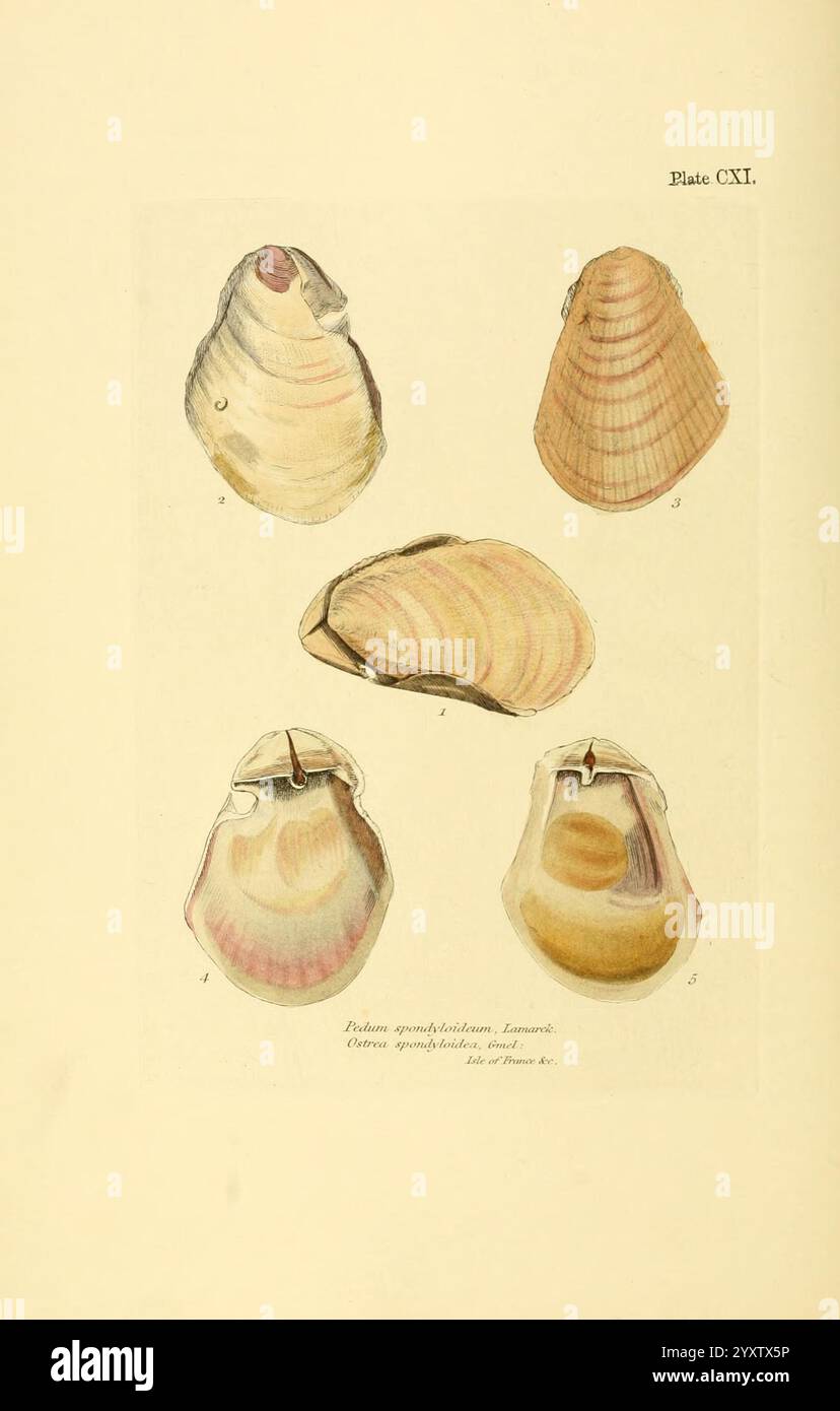 Flatter specimen hi-res stock photography and images - Alamy