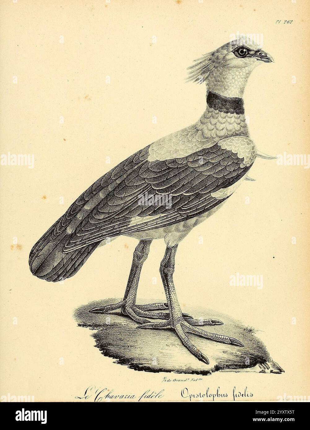 La galerie des oiseaux Paris Carpentier-Méricourt 1834 birds pictorial ...