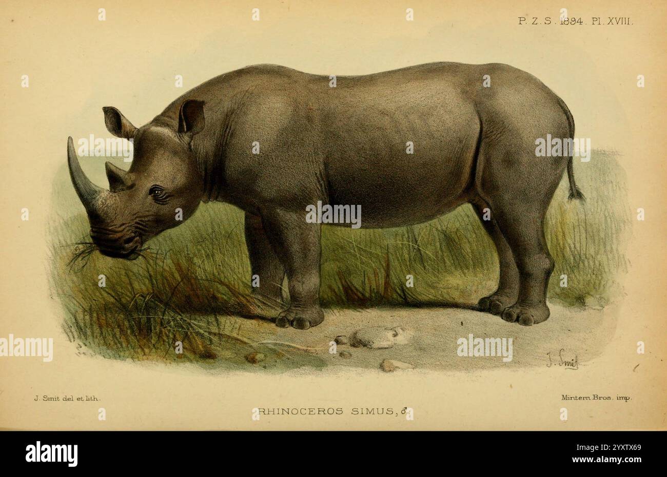 Rhinoceross robust build hi-res stock photography and images - Alamy