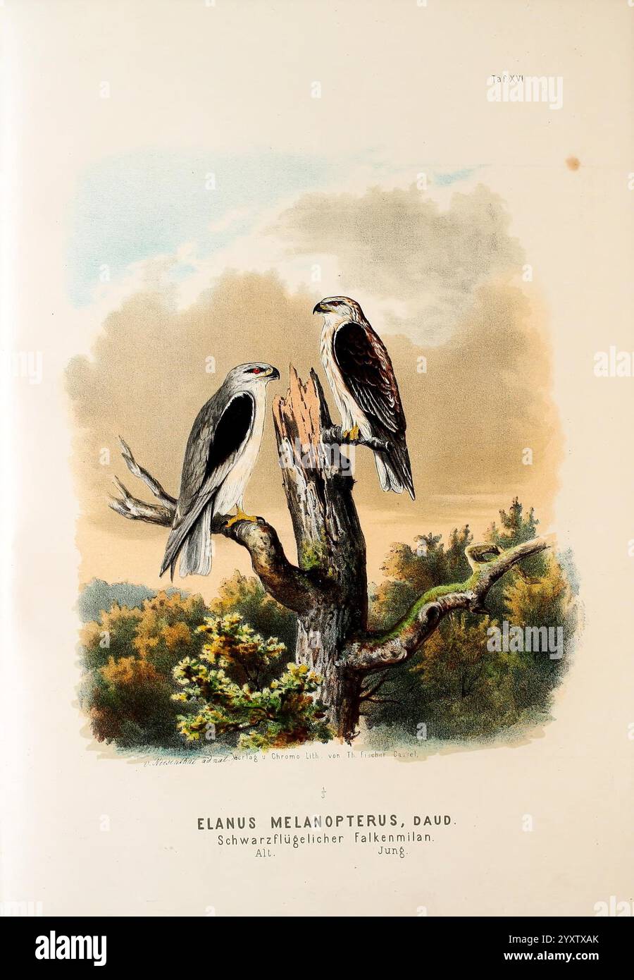 Two elegant birds perch hi-res stock photography and images - Alamy