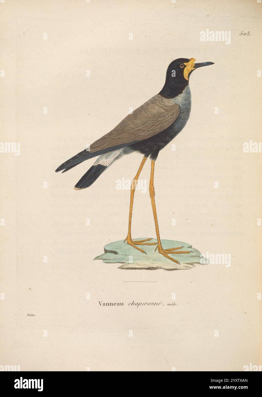 Tail feathers enhance hi-res stock photography and images - Alamy