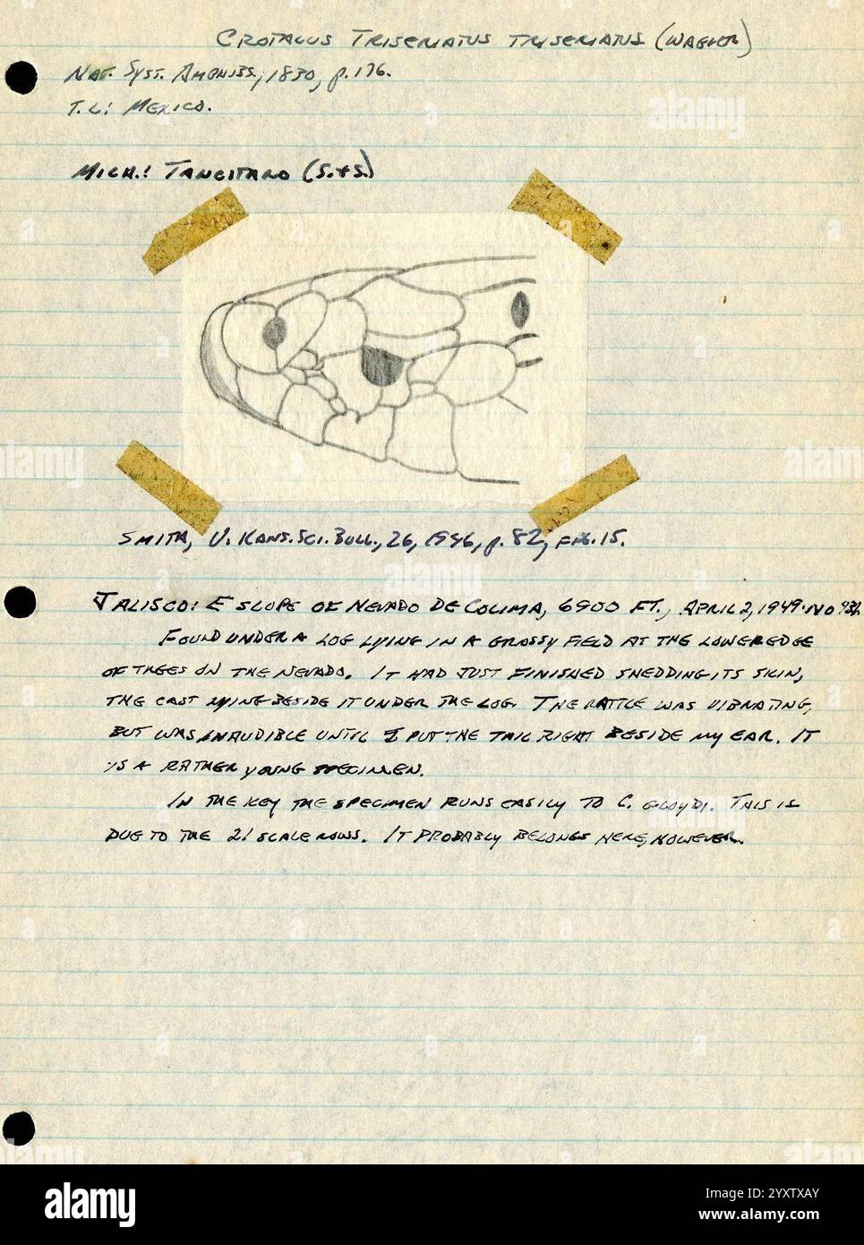 Field notes, Mexico, 1949-1950, illustration, Mexico, Mexico City ...
