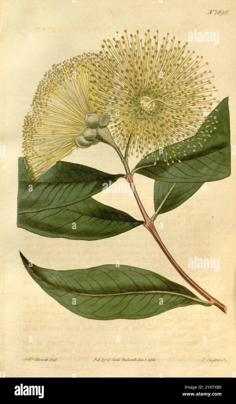 Prominent veins extend hi-res stock photography and images - Alamy