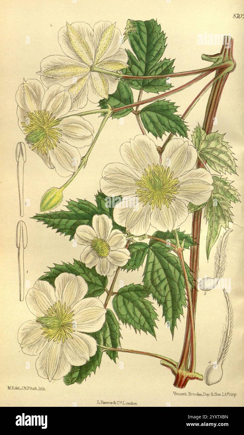 Curtis's Botanical Magazine London New York Botanical Illustration ...
