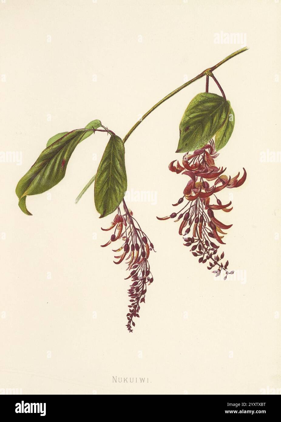 Indigenous flowers of the Hawaiian islands London Sampson Low Marston ...