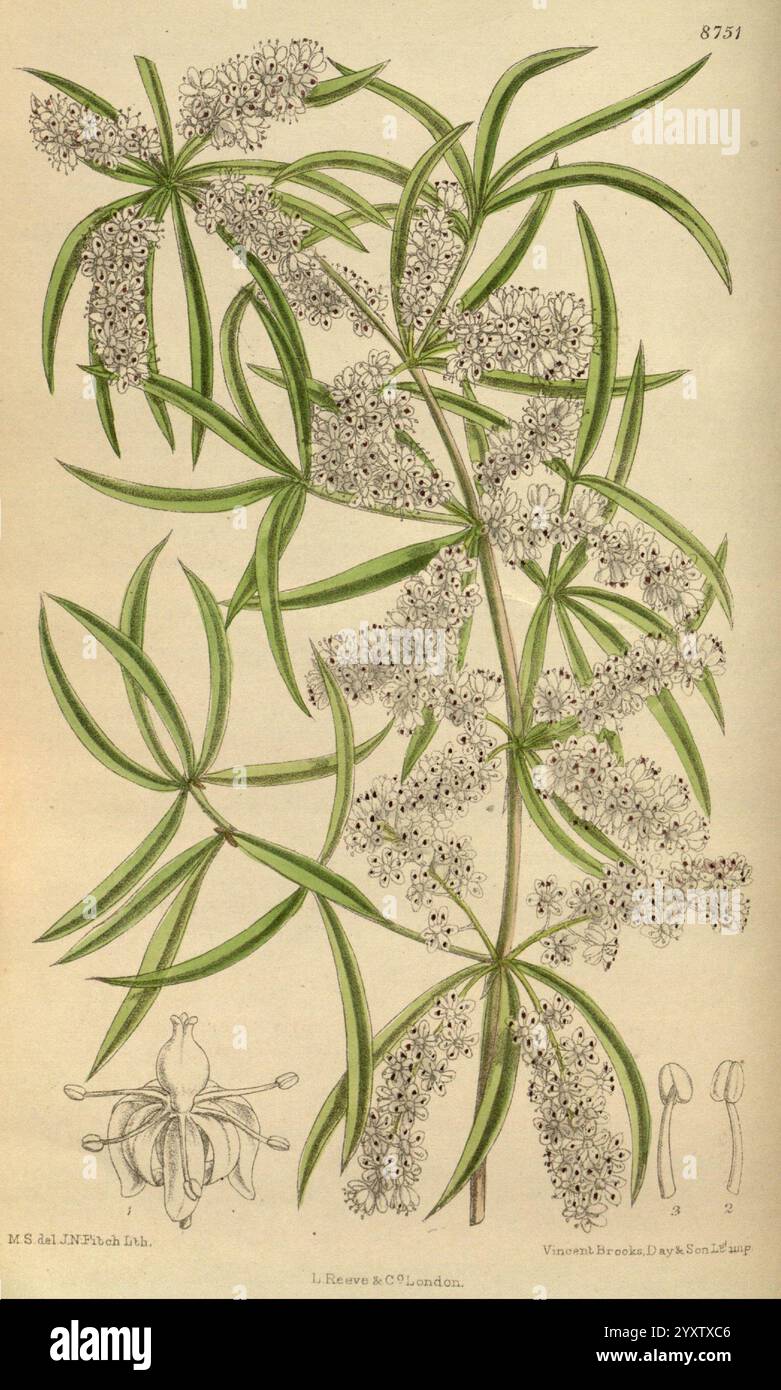 Curtis's Botanical Magazine London, New York Botanical Illustration ...