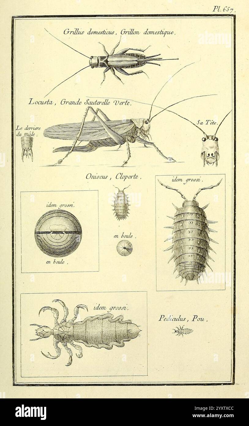 Featuring various insects hi-res stock photography and images - Alamy