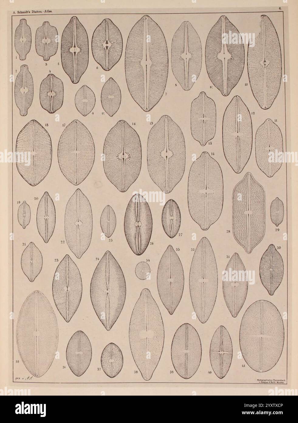 Various diatom species hi-res stock photography and images - Alamy