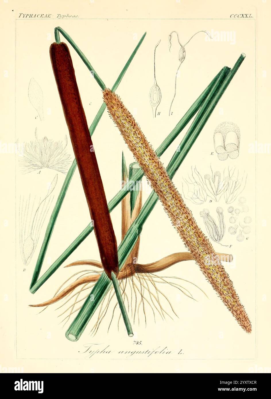 Elongated brown structure hi-res stock photography and images - Alamy