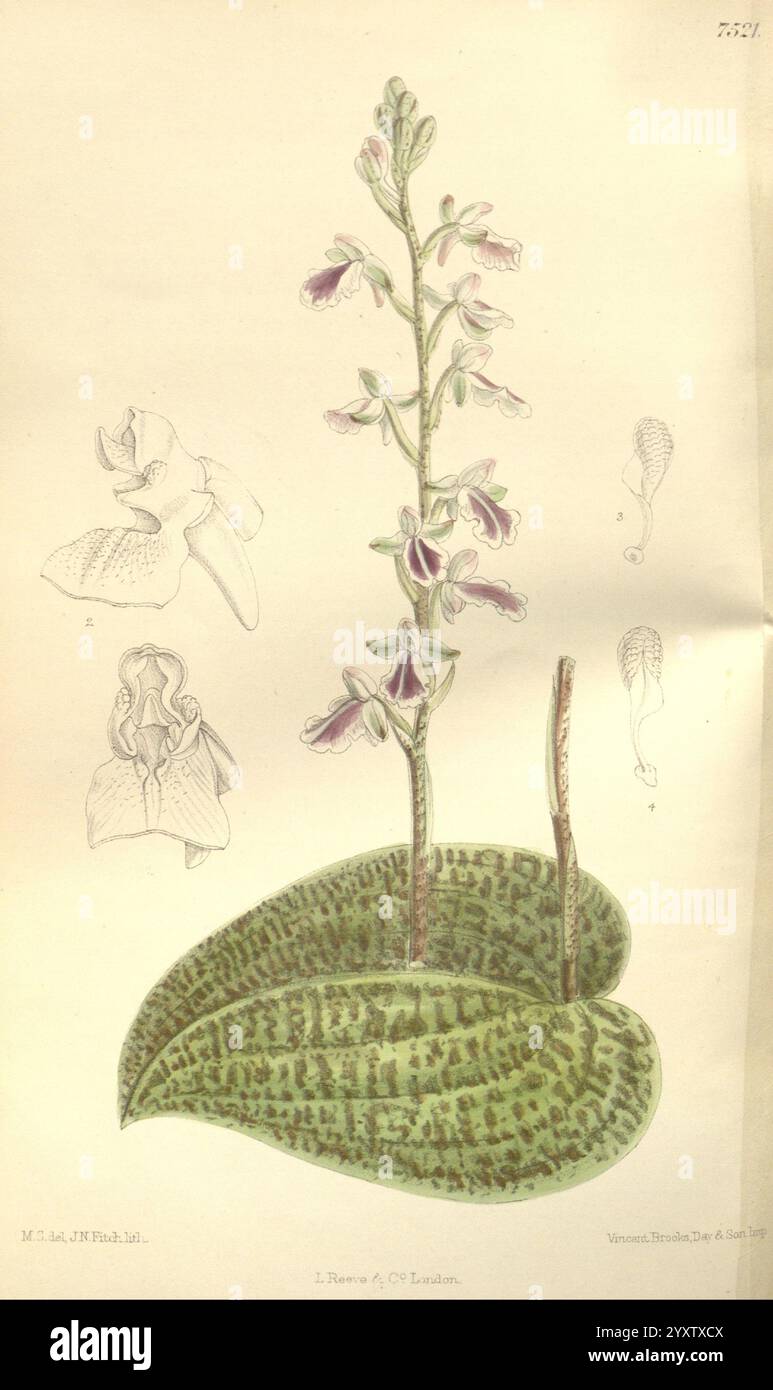 Distinctive elongated stem hi-res stock photography and images - Alamy