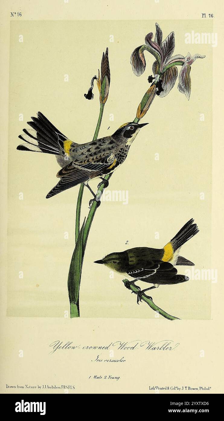 Illustration features two birds identified hi-res stock photography and ...