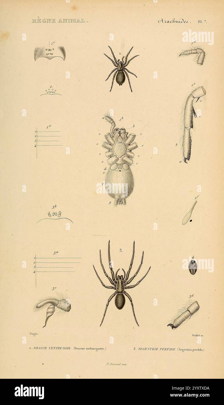 Le règne animal distribué d'après son organisation Paris, 1836-1849 ...