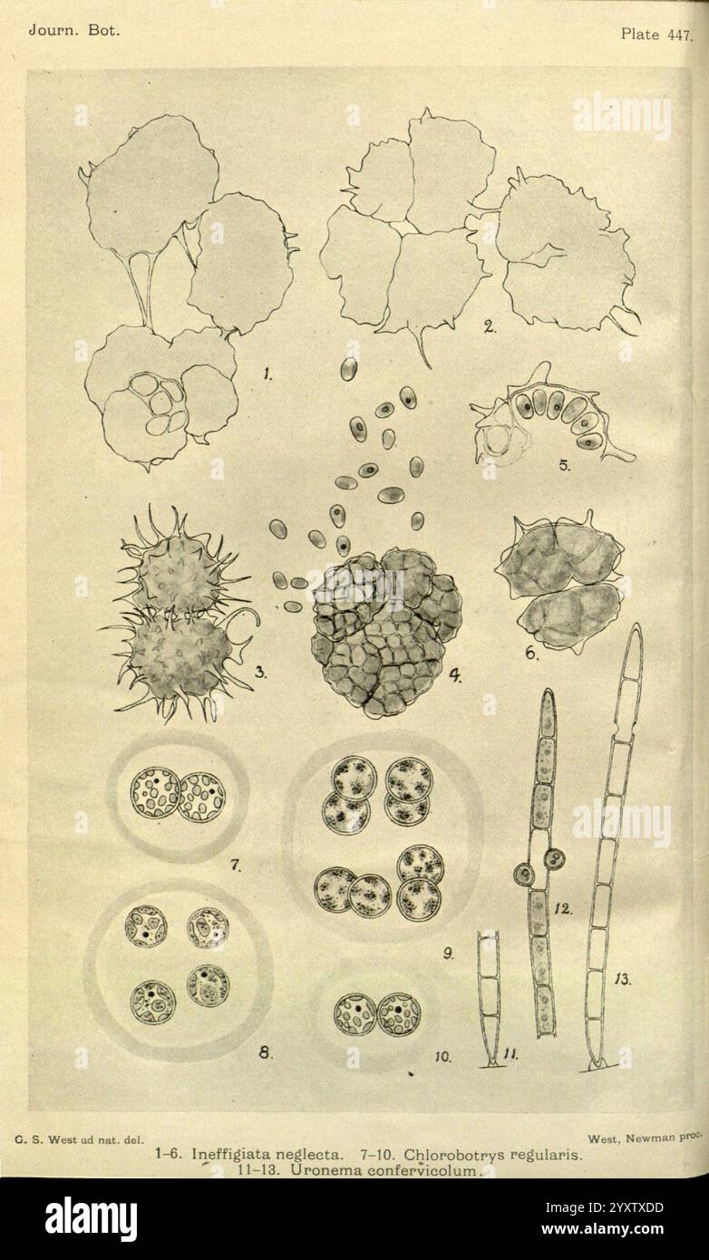 Journal of Botany, British and Foreign. London, Robert Hardwicke, 1863 ...