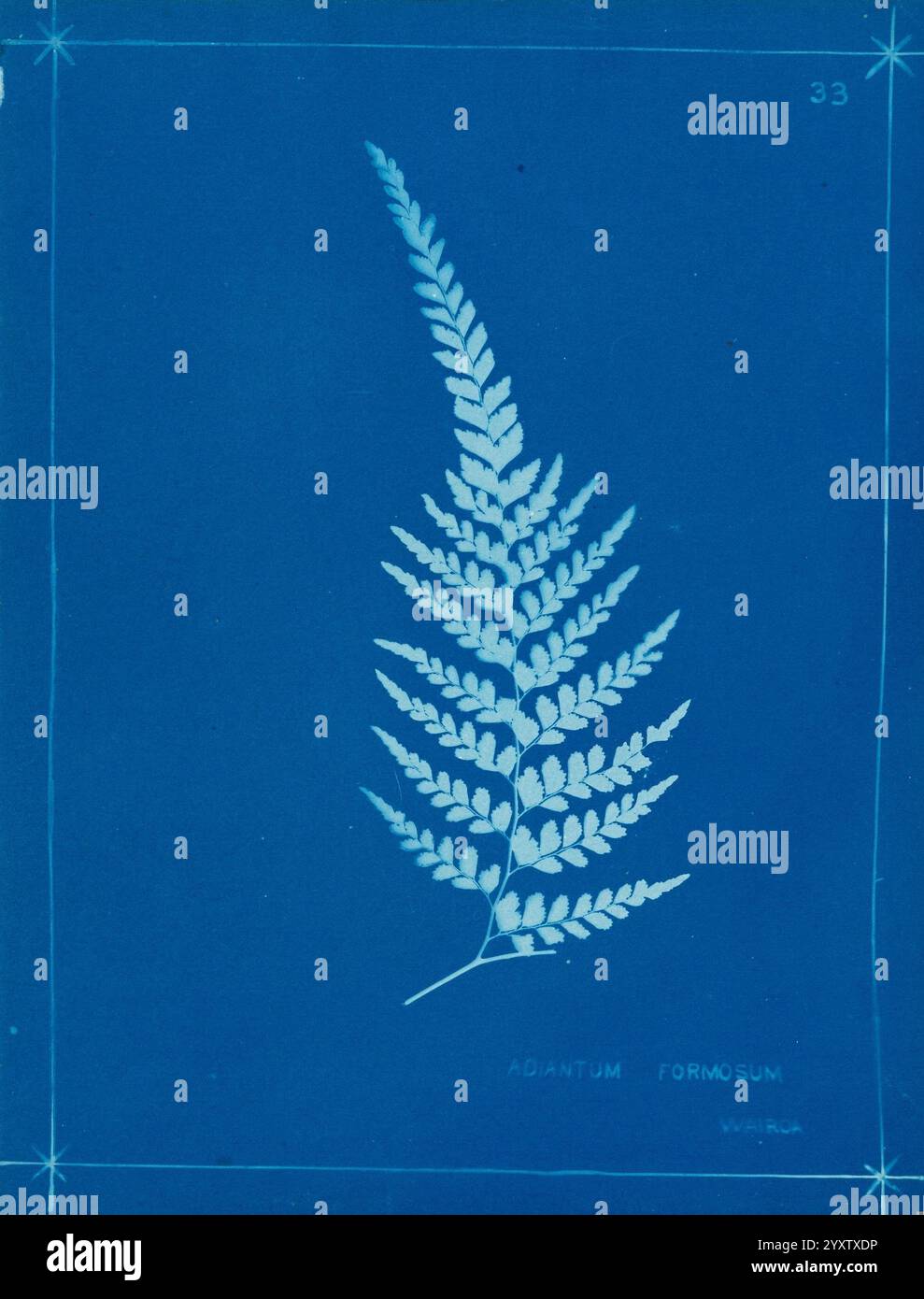 New Zealand ferns Auckland, New Zealand, Dobbie, H. B, 1880, botany ...