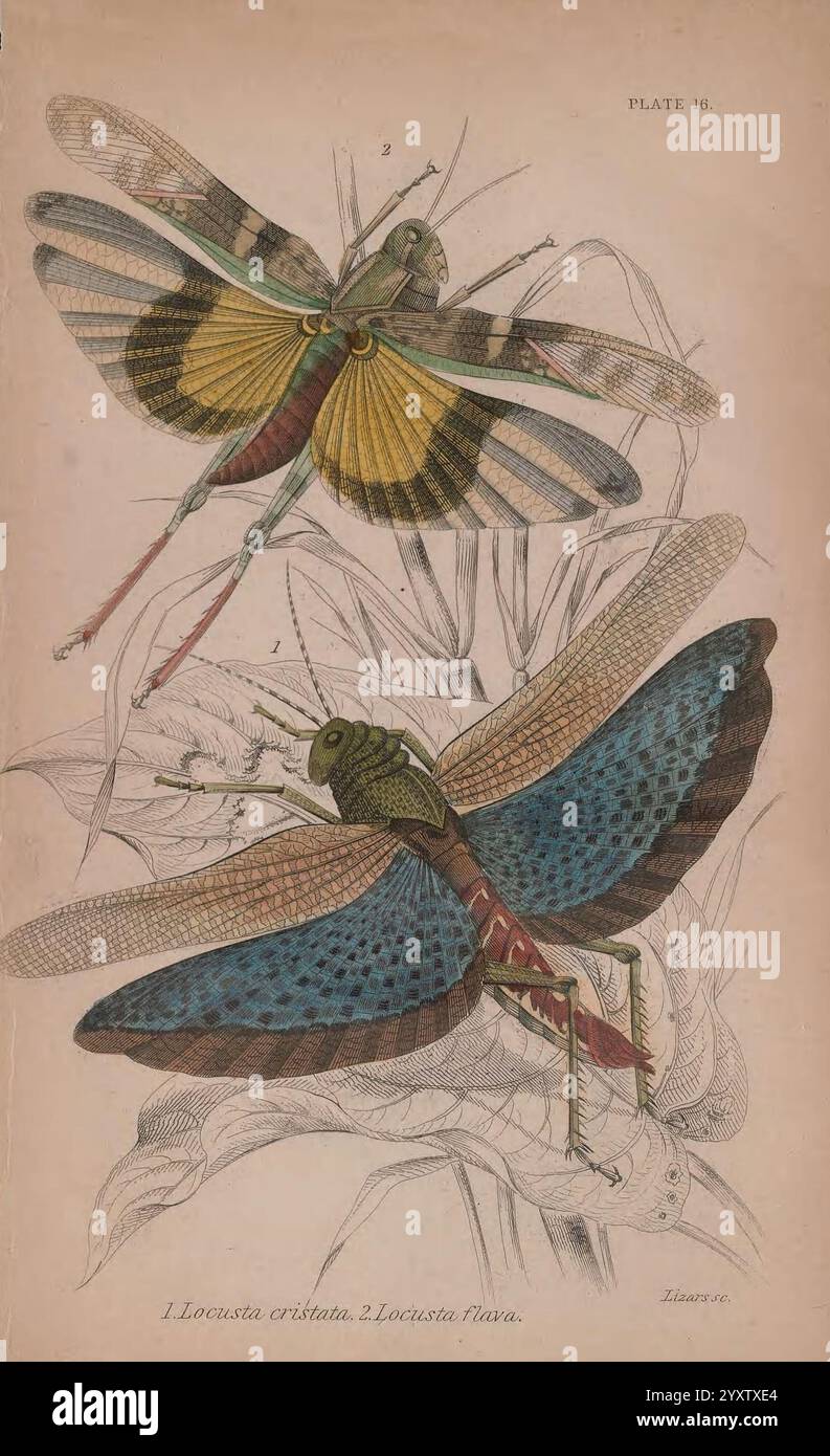 Illustration showcases two stunning insects hi-res stock photography ...