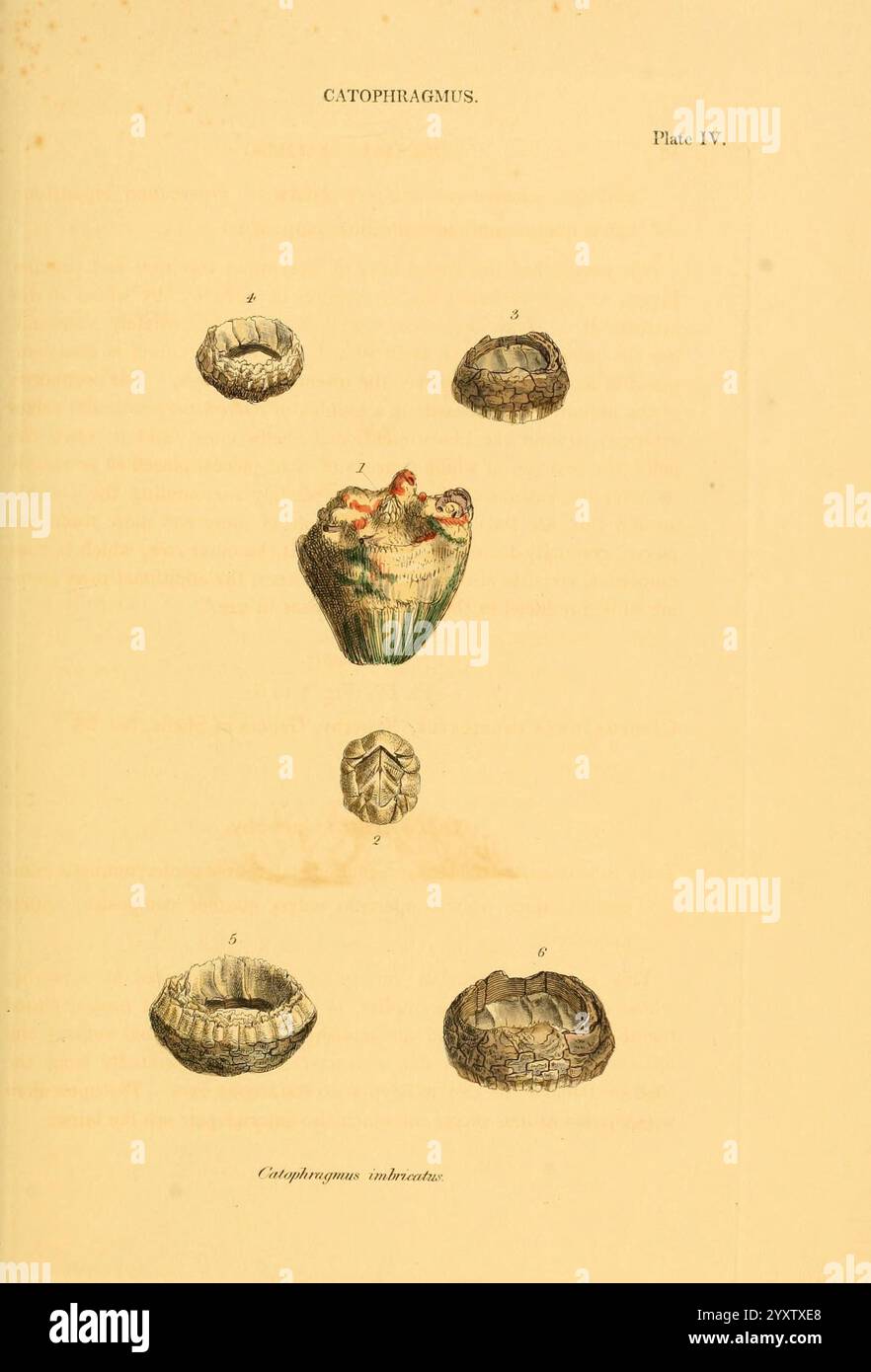 Several views of marine shells hi-res stock photography and images - Alamy