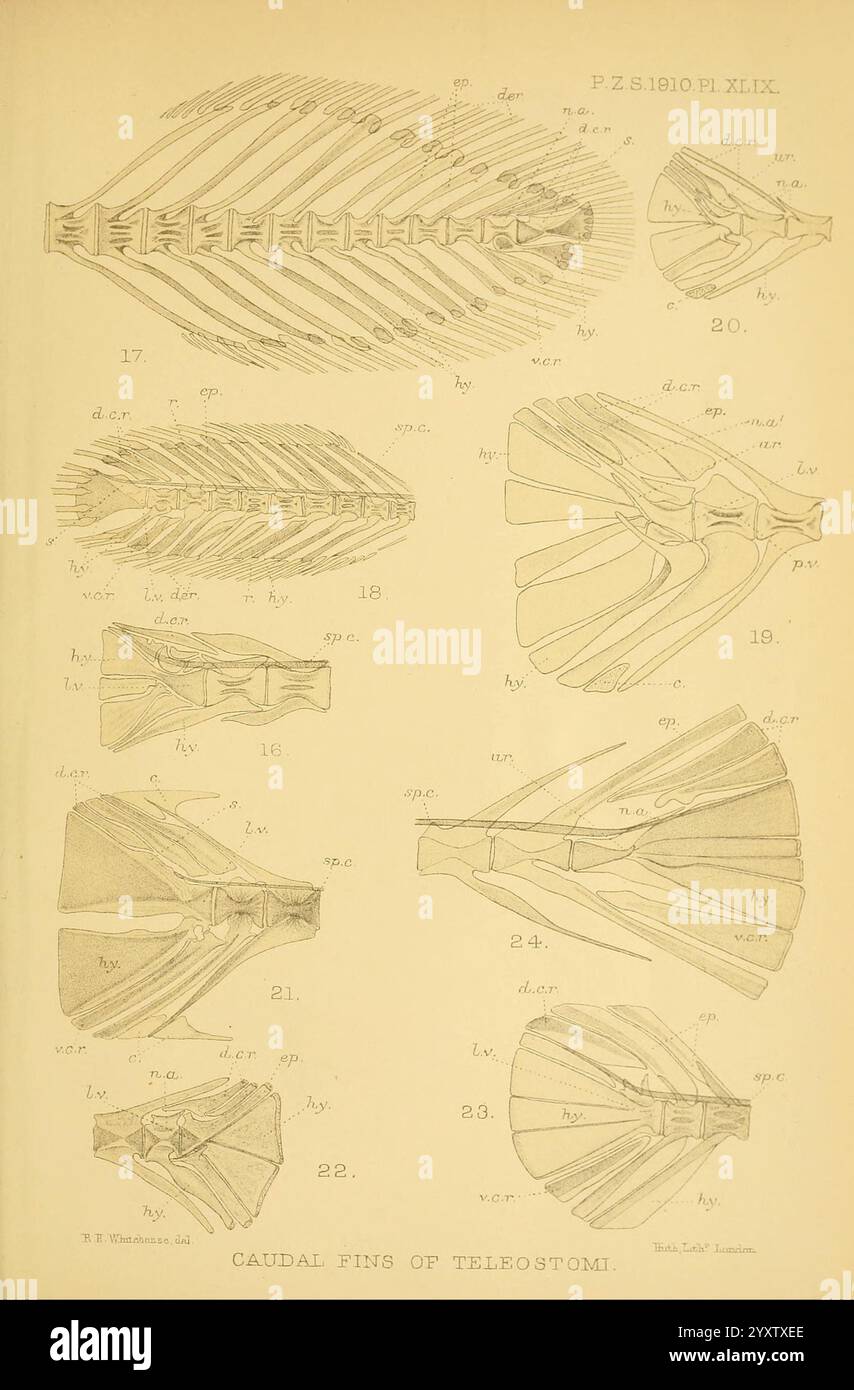 Featuring various morphological structures hi-res stock photography and ...