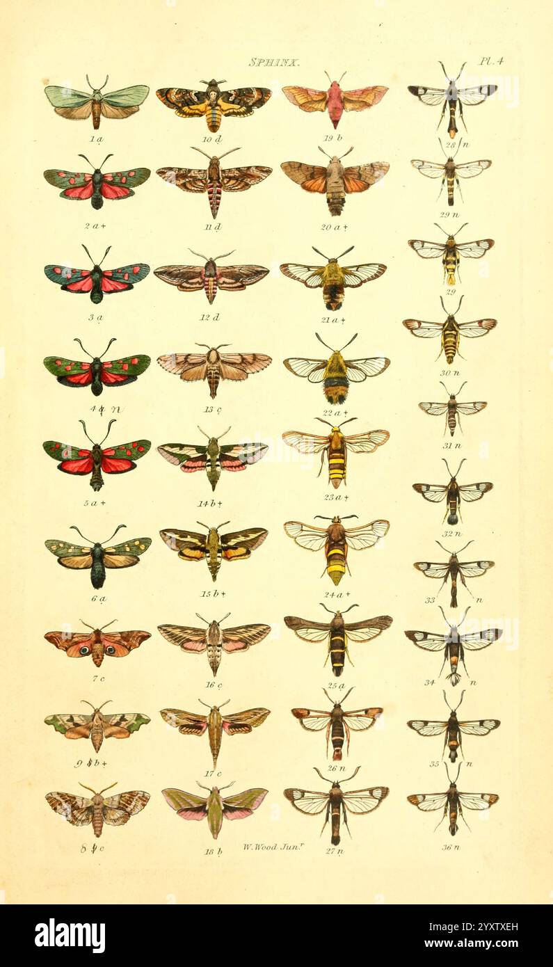 Index Entomologicus London William Wood 1839 butterflies classification ...