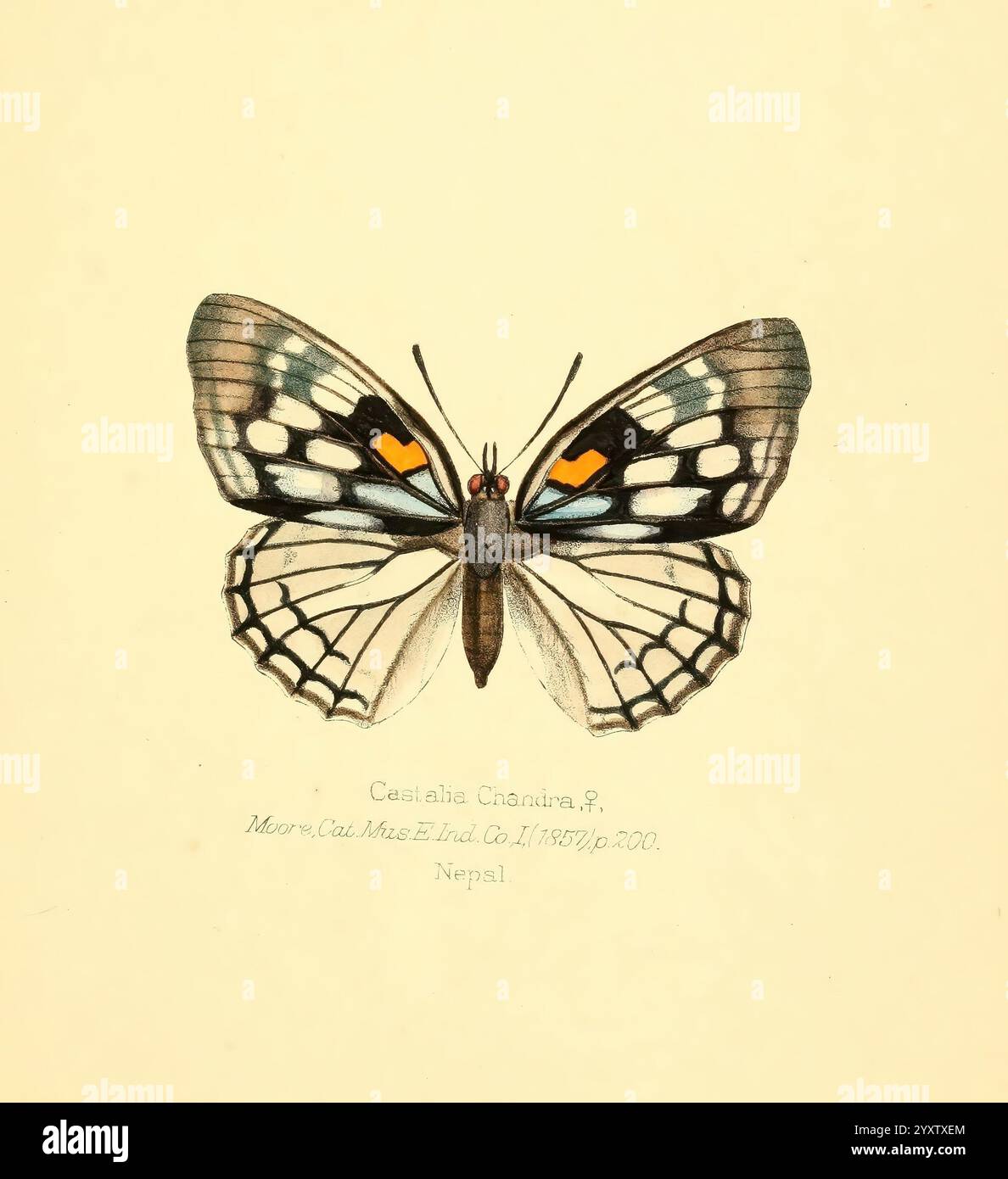 Aid to the Identification of Insects, v.1 London, E.W. Janson, 1880-90 ...