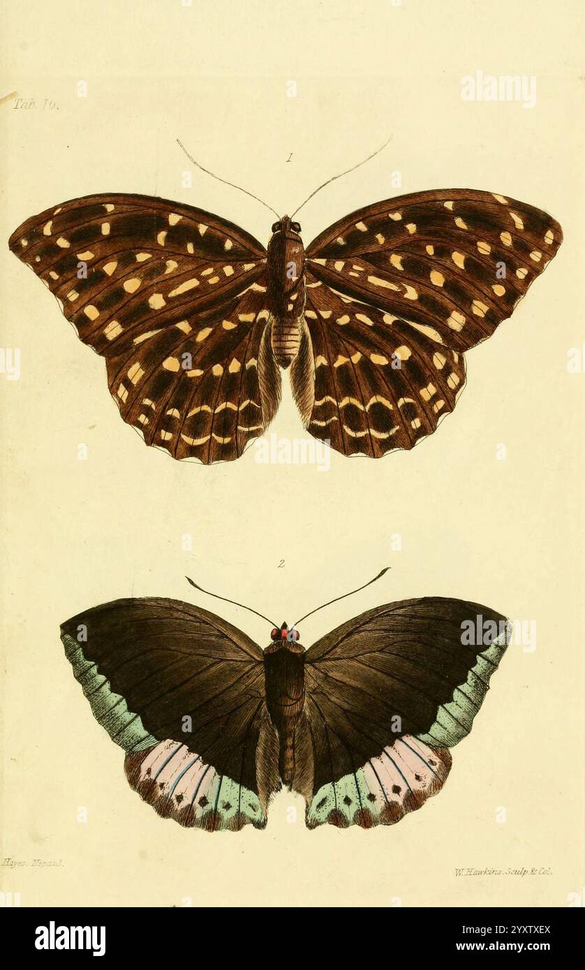 Preservation 1835 hardwicke thomas lepidoptera nepal pictorial hi-res ...