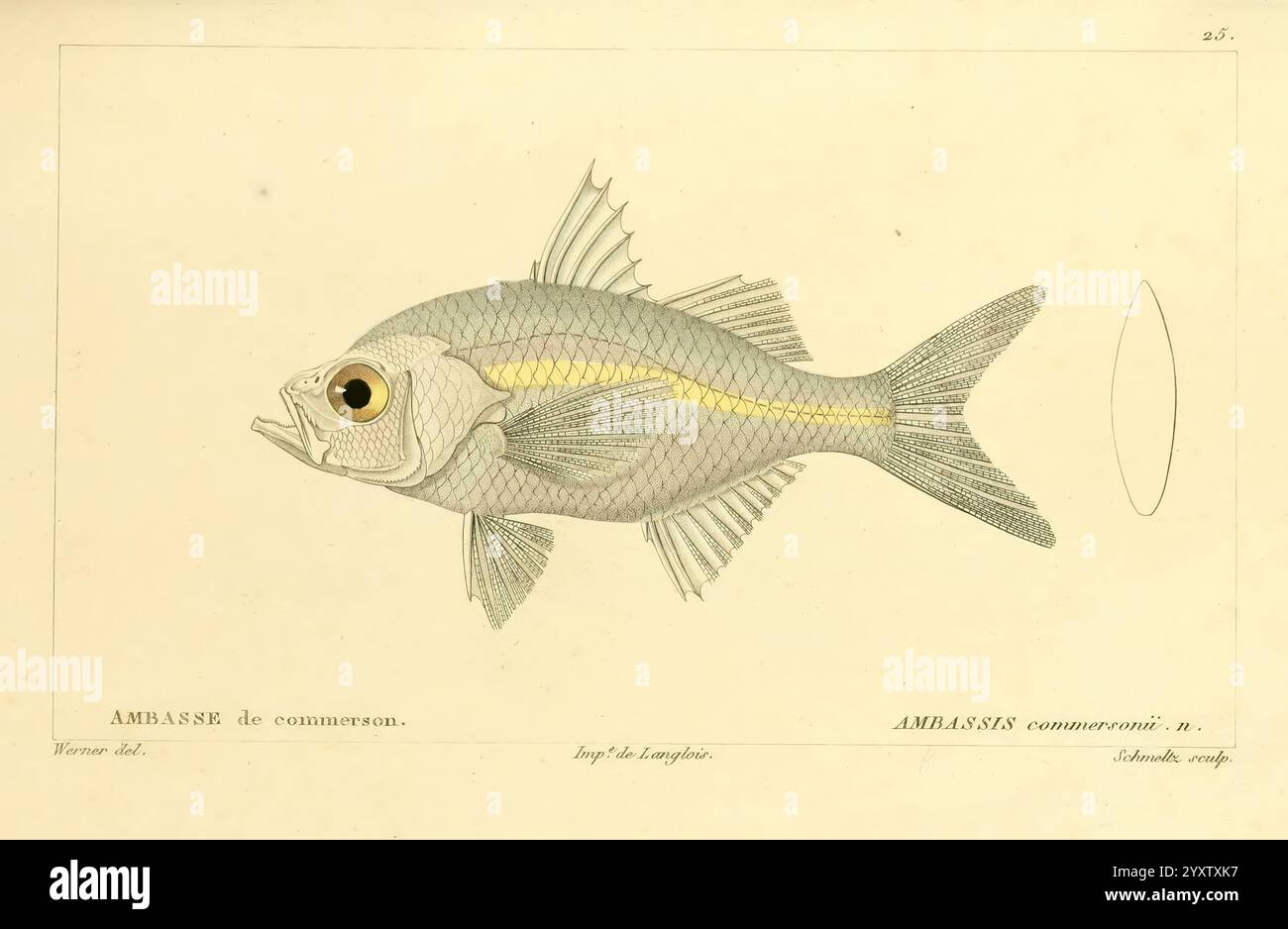 Histoire naturelle des poissons, Paris, Chez F. G. Levrault, 1828-1849 ...