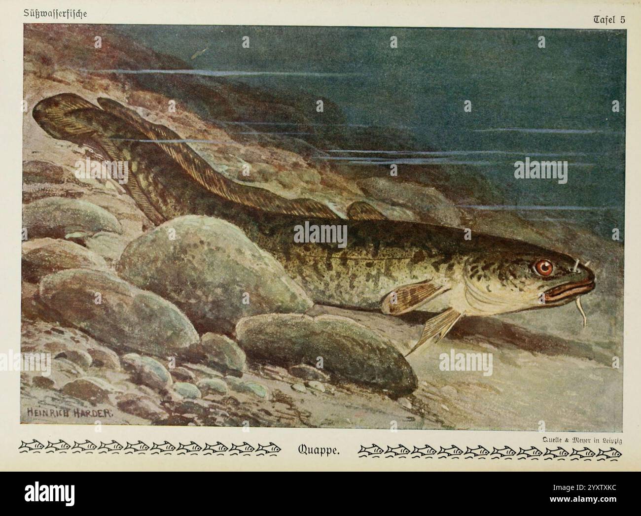 Showcasing prominent features hi-res stock photography and images - Alamy