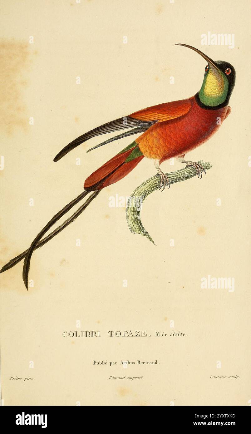 Bird showcases vibrant plumage hi-res stock photography and images - Alamy