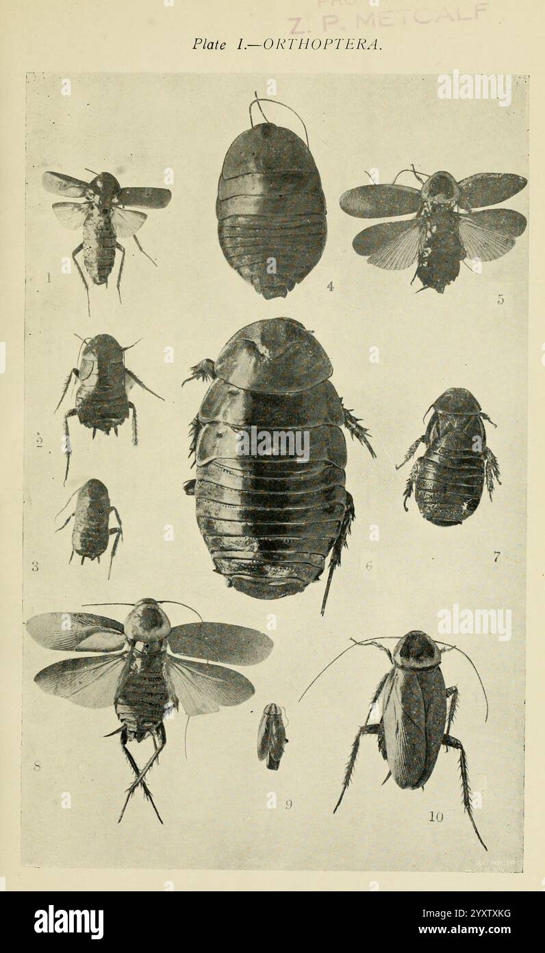 Australian insects Sydney W. Brooks 1907 Australia Insects Orthoptera ...