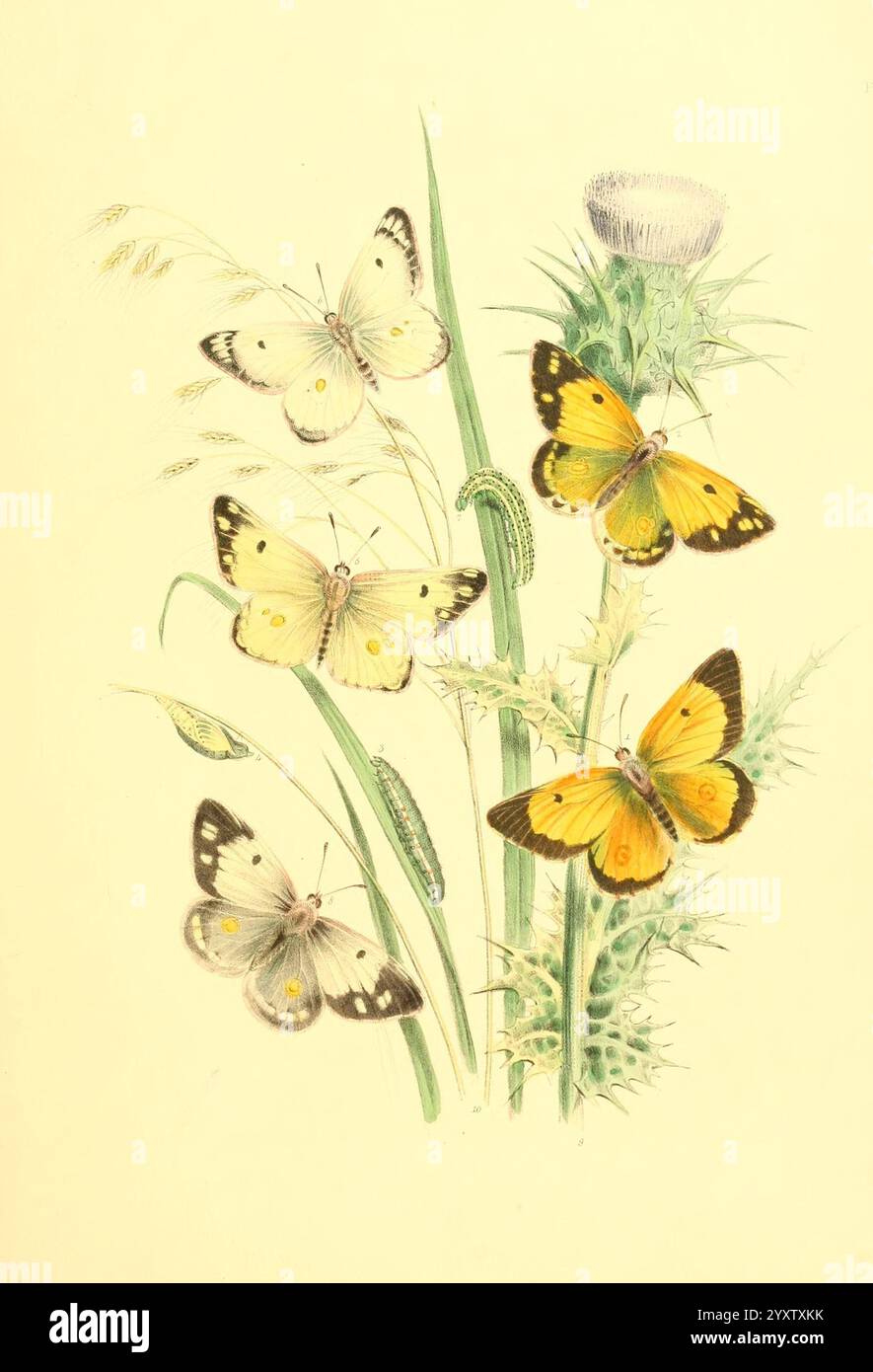British, butterflies, and, their, transformations, London, William ...